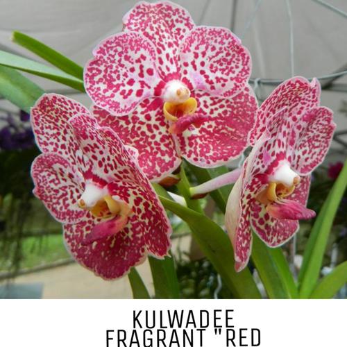 Jual Vanda Kulwadee Fragrant "Red Spot" - Jakarta Selatan - Rick orchid ...