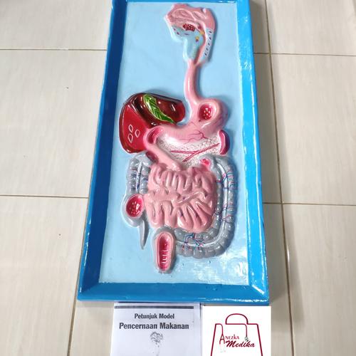 Jual MANIKIN SYSTEM PENCERNAAN MANUSIA - Jakarta Timur - ANEZKA MEDIKA ...