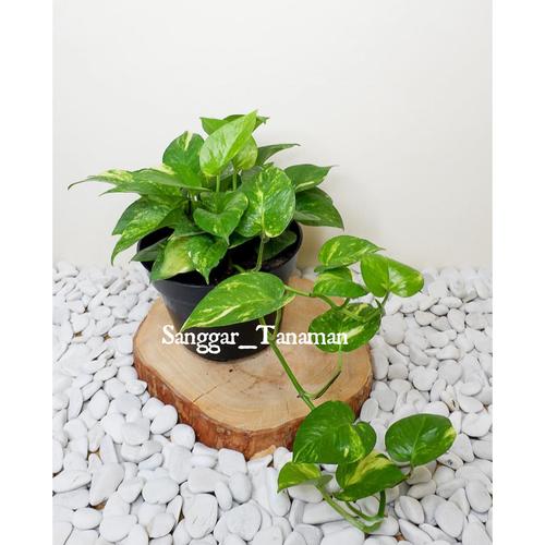 Jual tanaman gantung sri gading /tanaman sri gading - Jakarta Utara ...