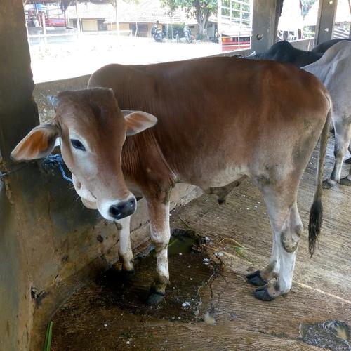 Jual sapi PO murah, sapi qurban, sapi coklat, sapi Jawa, sapi Depok - Kota Depok - SanTri ...