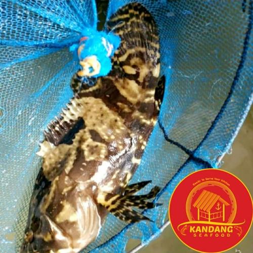 Jual IKAN KERAPU BUNGA MACAN HIDUP LIVE SEAFOOD uk 5-6ons Per ekor ...