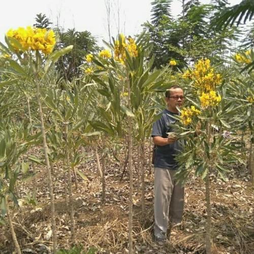 Jual pohon hias tabebuya bunga kuning,pink,ungu - Kuning - Kota Depok ...