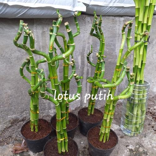 Jual tanaman bambu hoki 1 pot isi bayak - Jakarta Utara - lotus putih ...