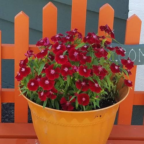 Jual TANAMAN HIAS Anyelir bunga merah (dianthus rockin red) - Kab ...