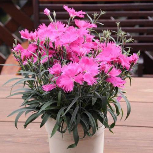 Jual TANAMAN HIAS TAHAN PANAS Anyelir bunga pink (Dianthus suntory pink ...