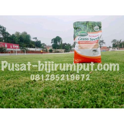 Jual Biji rumput bermuda - Benih rumput Embun - bibit rumput gajah ...