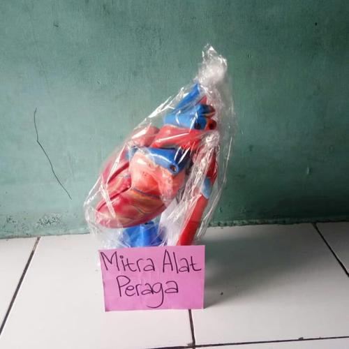 Jual TORSO JANTUNG model jantung alat peraga biologi torso jantung ... Jual TORSO JANTUNG model jantung alat peraga biologi torso jantung ...