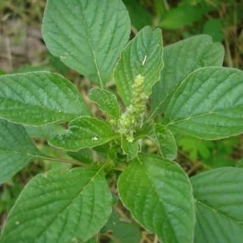 Jual Daun dan batang bayam duri 500gram - Kab. Bogor - Meydiyan | Tokopedia