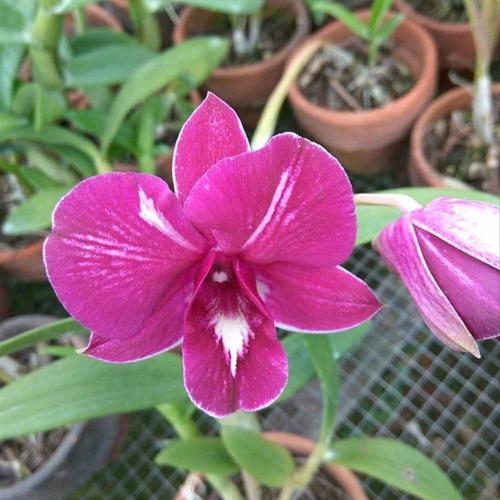 Jual Anggrek Dendrobium Red Dragon - Jakarta Selatan - Rick orchid ...