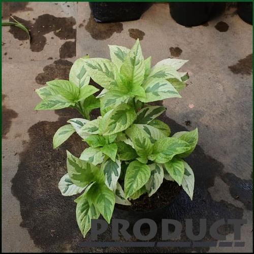 Jual TANAMAN HIAS Ruellia daun variegata bunga merah - Kab. Bandung ...