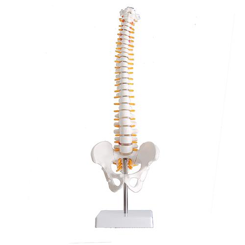 Jual Lifesize Human Vertebral Column Model Spine Anatomy Model ...