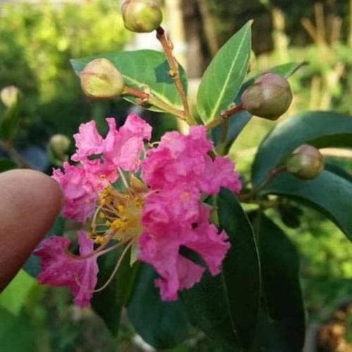 Jual Tanaman bunga sakura mini . - Kota Kediri - SupergreenTanaman ...