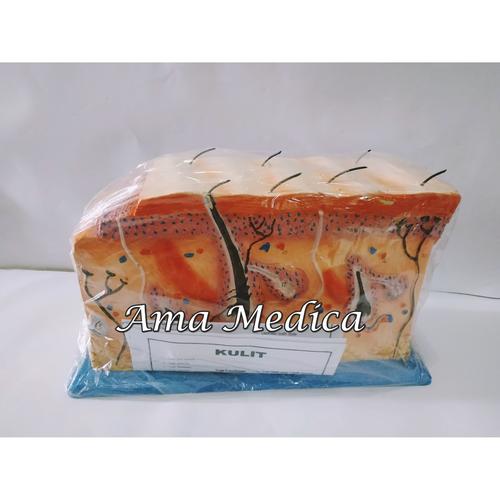 Jual Manekin Torso Anatomi Model Jaringan Kulit Manusia - Kota Surabaya ...