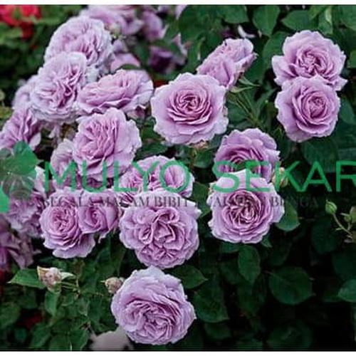 Promo bibit bunga mawar floribunda ungu - Kota Batu - mulyo sekar ...