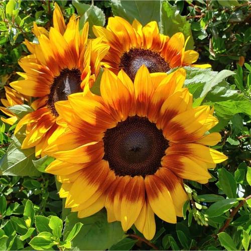 Jual Bibit / Benih Biji Bunga Matahari Ring Of Fire Bicolor Isi 10 Biji ...
