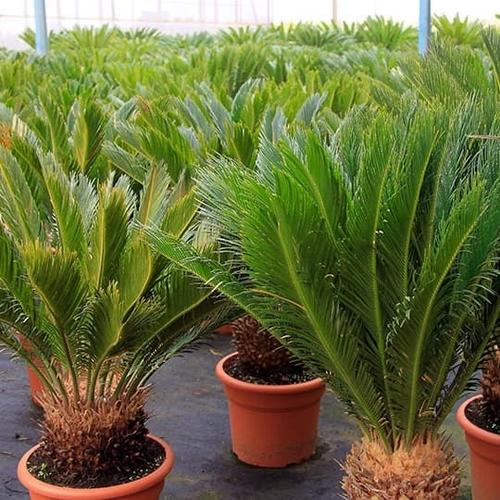 Jual tanaman hias sikas mawar jambe - Kab. Bogor - RH Florist | Tokopedia