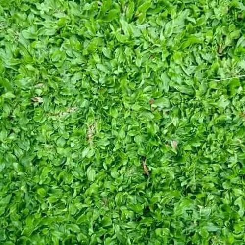 Jual Rumput Gajah Mini Hijau Super Cileungsi - Kab. Bogor - Tukang ...
