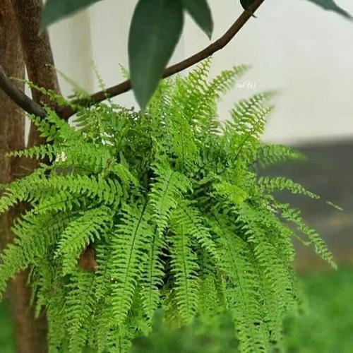 Jual Tanaman hias pakis boston - tanaman gantung pakis golden - Kab ...