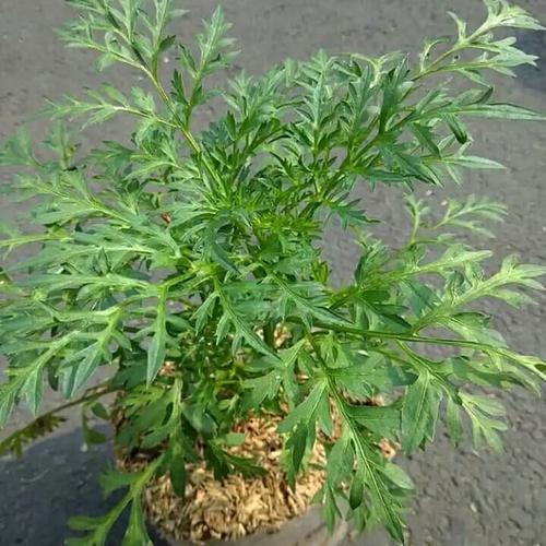 Jual pohon kenikir / ulam raja/ ramidang tanaman daun lalapan - Kab ...