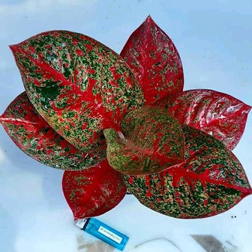 Jual tanaman hias aglonema ref Stardust - aglo - pohon aglonema - Kab ...