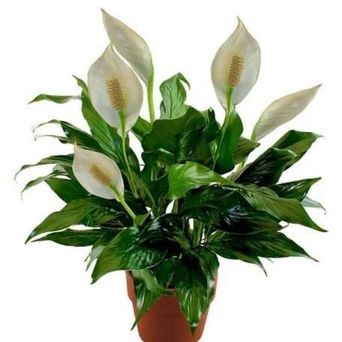Jual tanaman indoor peace lily / pohon spathiphyllum lili perdamaian ...