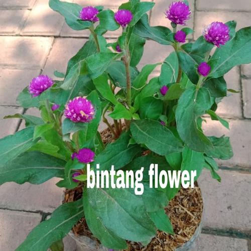 Jual tanaman bunga kancing/bunga kenop - Kota Bekasi - bintang flower ...