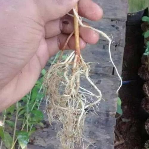 Jual TERLARIS TANAMAN HIAS LEE KWAN YEW AKAR - TANAMAN MERAMBAT ...