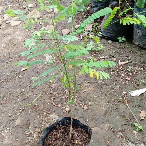 Jual Bibit Daun Saga - Pohon Tanaman Saga Rambat - Daun Herbal - Kota ...