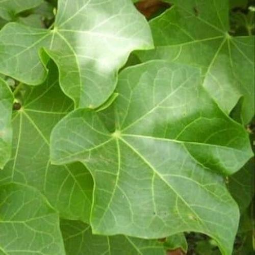 Jual Jual Daun Jarak Pagar Daun Jarak Segar Untuk Masuk Angin Perut ...