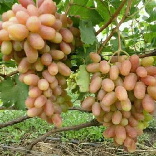 Jual Asli! bibit anggur transfiguration Grafting - Kab. Kediri ...