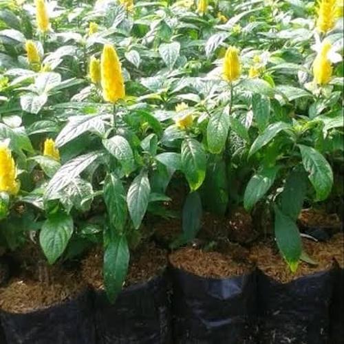 Jual tanaman hias bunga lollipop kuning - Kab. Bogor - jual pohonan ...