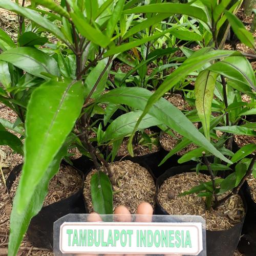 Jual Bibit Tanaman Herbal Gandarusa Daun Gandarusa Tanaman Obat - Kota ...