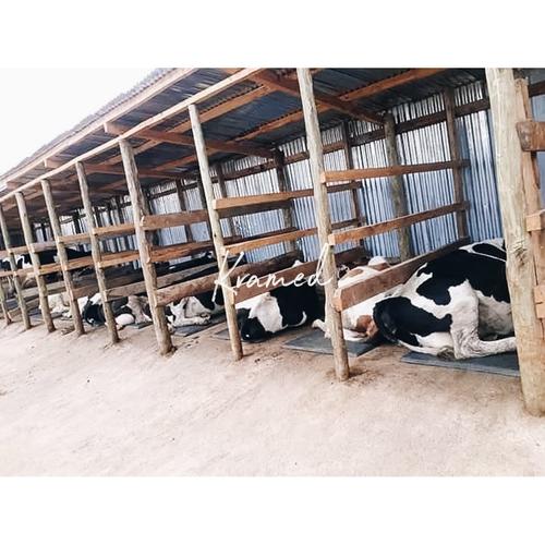 Jual Paket Karpet Karet Alas Sapi by Request - Kab. Malang - Depo Karet ...