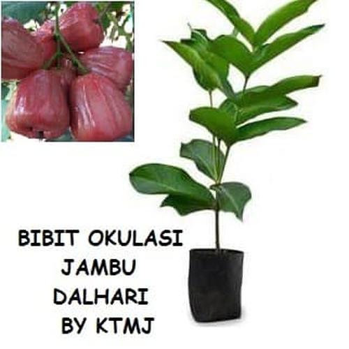 Jual Bibit Tanaman Pohon Jambu Dalhari Bibit Jambu Air Dalhari Okulasi ...