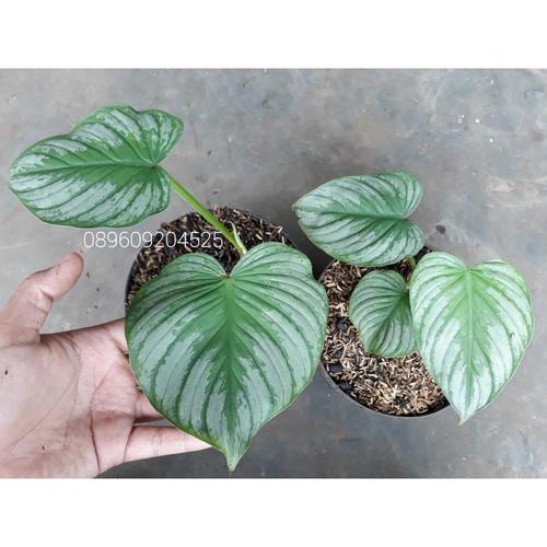 Jual philodendron mamei tanaman hias philo indoor outdoor - Kab. Bogor ...