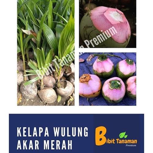 Jual BIBIT KELAPA WULUNG AKAR MERAH BERKHASIAT (BIBIT TANAMAN PREMIUM ...