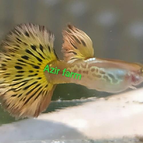 Jual Ikan hias Guppy Jenis Baru Snakeskin yellow mozaik ( grade A ) - Kab. Pekalongan - Batik ...