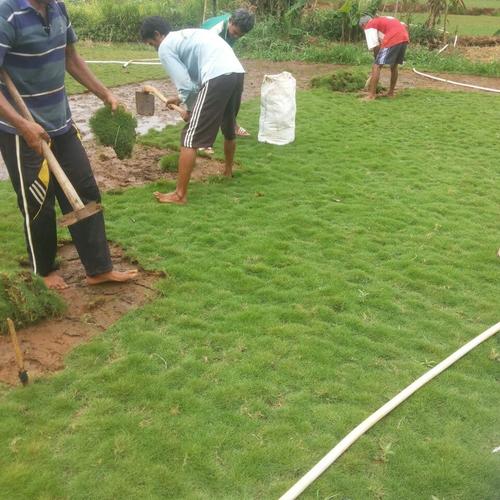 Jual Rumput Super Swiss/Jepang Rimbun - Tanaman Rumput Gembur Per Meter Tanam - Instan 6 Meter ...
