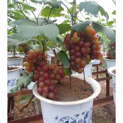 Jual Paket 10 bibit anggur super manis - Kab. Kediri - Distributor ...