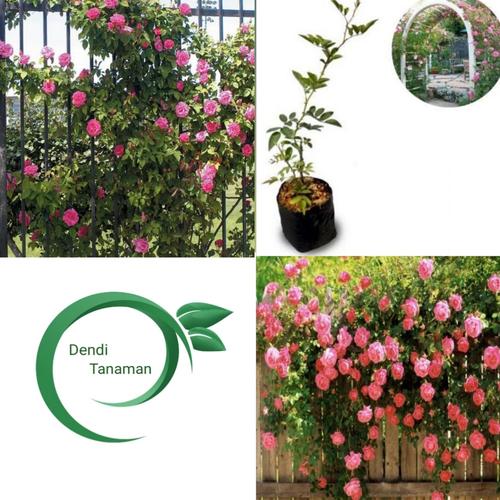 Jual Bibit Tanaman Bunga Mawar Rambat Pink - Tanaman Climbing Rose ...