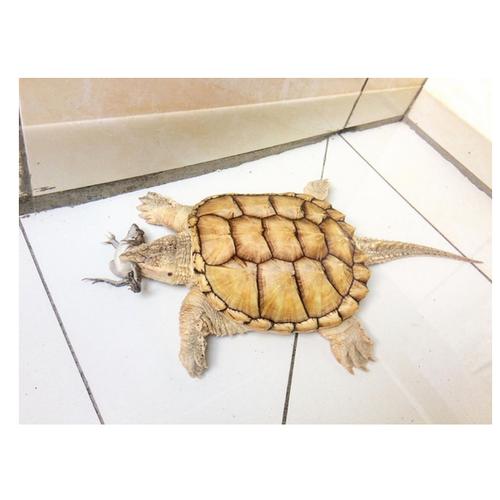 Jual Common snapping turtle hypo / CST hypo / CST cerah - Jakarta ...