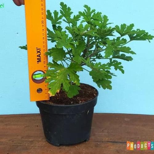 Jual Tanaman geranium daun super wangi mengalahkan wangi tanaman ...