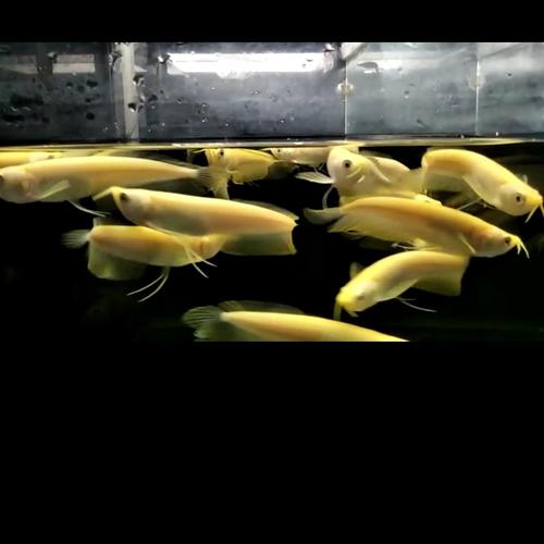 Jual ikan hidup Arowana / Arwana Silver Albino +-13Cm - DKI jakarta ...
