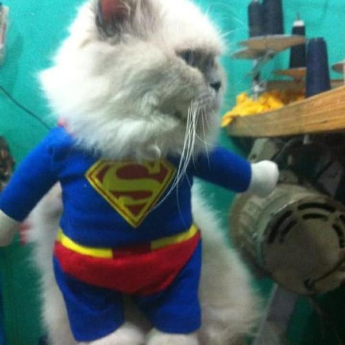 Jual Baju Kucing - Baju Anjing mini karakter motif Spiderman lucu murah ...