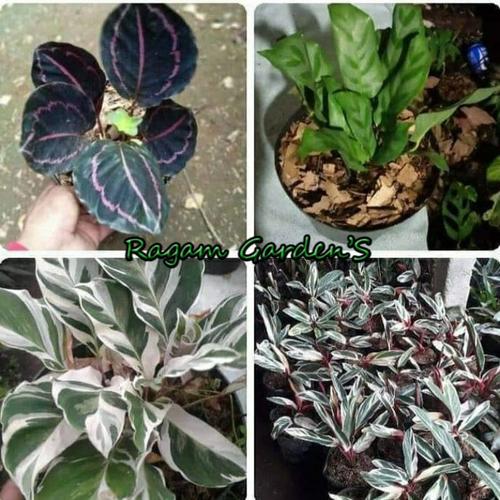 Jual Ragam'S newww!! paket 4 tanaman chaletea - tanaman hias chalatea ...