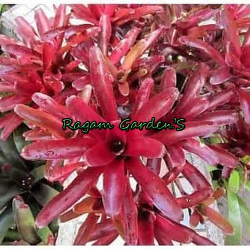 Jual Ragam'S tanaman hias bromelia merah - bromeliad fireball - Kab ...