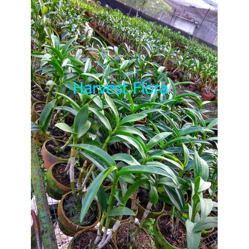 Jual promo Anggrek Dendrobium (Putih Polos) dewasa - Kab. Bogor - CV ...