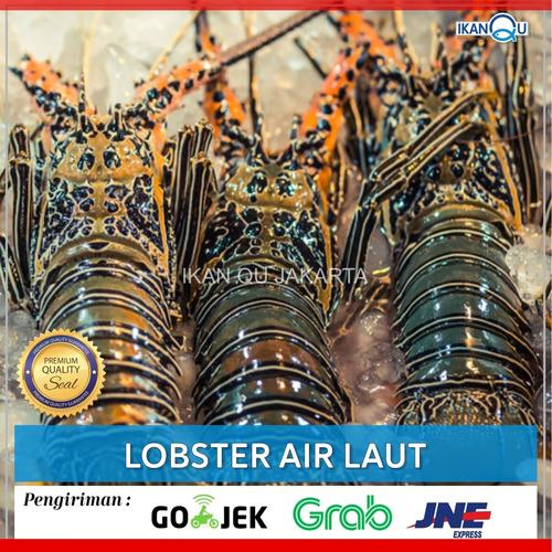 Jual LOBSTER AIR LAUT 1kg Up isi 3-4 ekor/Lobster air laut segar - 1 ...