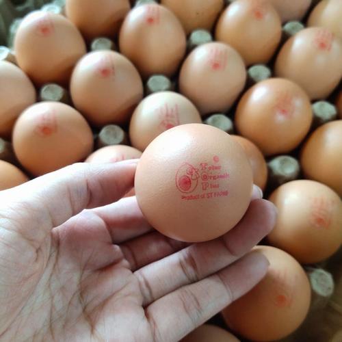 Jual Telur Omega / Telur Organik Plus - 1 papan 30 btr - Kota Medan ...