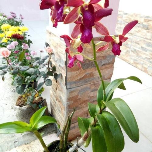 Jual tanaman anggrek dendrobium - Orchid dendrobium - Orchid dendrobium ...